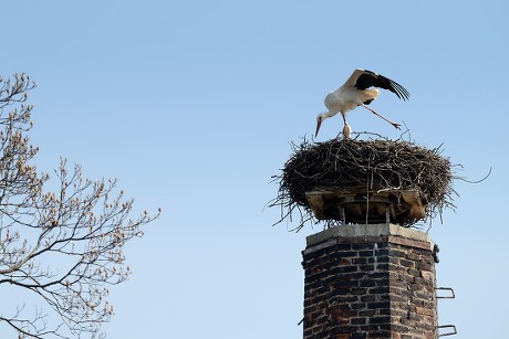 White Stork Nesting On Chimney Editorial Stock Photo - Stock Image ...