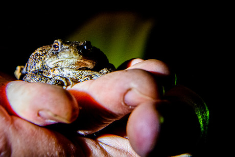 Volunteers Helps Frogs Cross Road Order Editorial Stock Photo - Stock ...