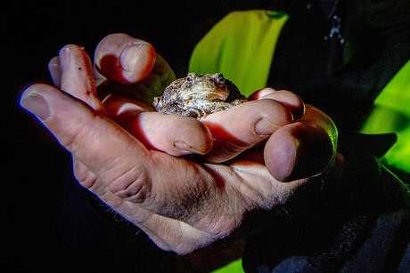 Volunteers Helps Frogs Cross Road Order Editorial Stock Photo - Stock ...
