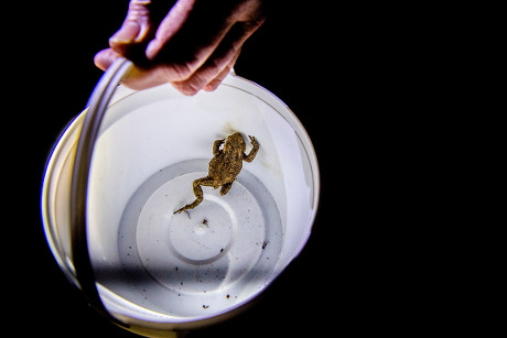 Volunteers Helps Frogs Cross Road Order Editorial Stock Photo - Stock ...