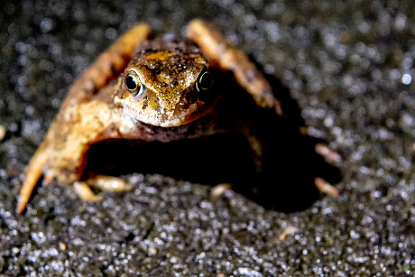 Volunteers Helps Frogs Cross Road Order Editorial Stock Photo - Stock ...