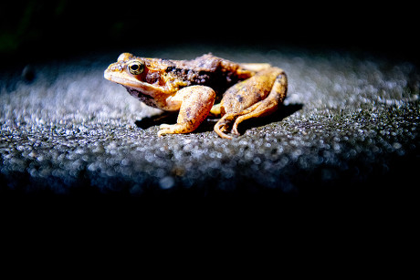 Volunteers Helps Frogs Cross Road Order Editorial Stock Photo - Stock ...