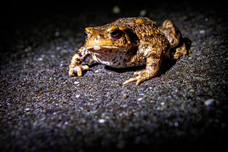Volunteers Helps Frogs Cross Road Order Editorial Stock Photo - Stock ...