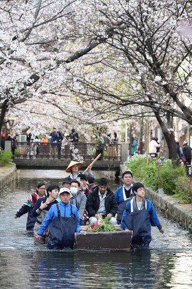 Cherry Blossom blooms in Kiyamachi-dori street, Kyoto, Japan - 03 Apr ...