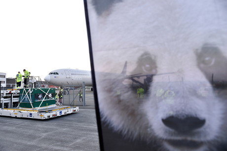 Boxes Carrying Two Giant Pandas Named Editorial Stock Photo - Stock ...