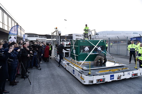 Boxes Carrying Two Giant Pandas Named Editorial Stock Photo - Stock ...