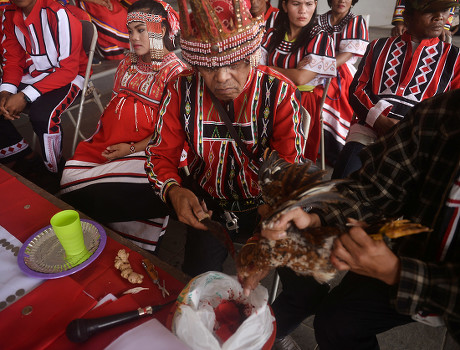 Chicken Slaughtered By Datu Chieftain Talaandig - Foto de stock de ...