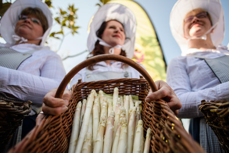 Asparagus season starts in Germany, Beelitz - 08 Apr 2019 Stock ...