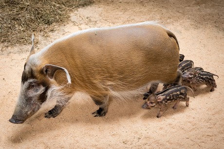Five Young Red River Hogs Their Editorial Stock Photo - Stock Image ...