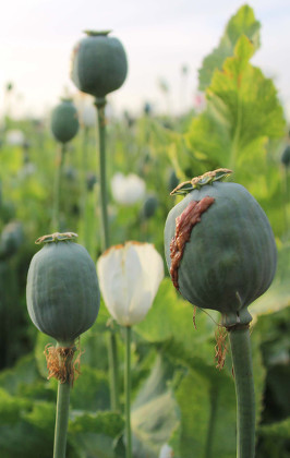 General View Raw Opium Ready Be Editorial Stock Photo - Stock Image ...