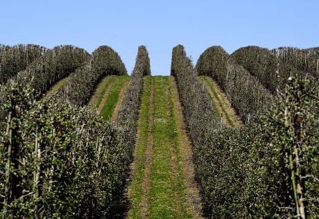 View Shows Fruit Orchard Near Grimma Editorial Stock Photo - Stock ...
