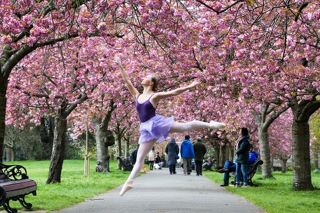 39 Ballet trees Stock Pictures, Editorial Images and Stock Photos ...