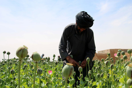Afghan Farmers Extract Raw Opium Poppy Editorial Stock Photo - Stock ...