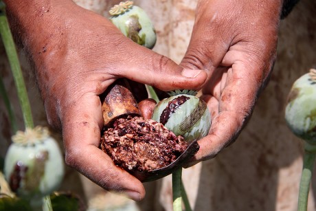 Afghan Farmer Extracts Raw Opium Poppy Editorial Stock Photo - Stock ...