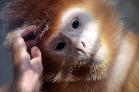 Javan Langur Monkey Editorial Stock Photo - Stock Image | Shutterstock