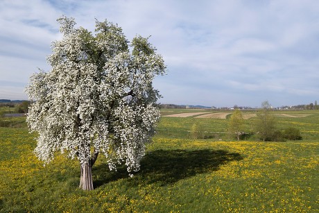 Pear Tree Full Bloom Pictured Romanshorn Editorial Stock Photo - Stock ...