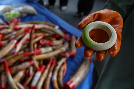 Destruction of seized ivory in Malaysia, Port Dickson - 30 Apr 2019 ...