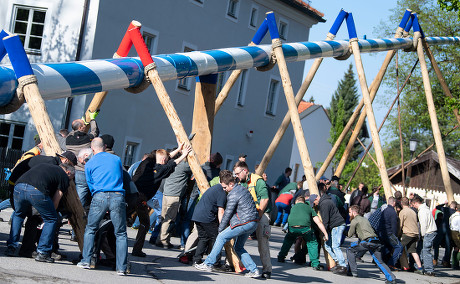Maypole raising in Bavaria, Aying, Germany - 01 May 2019 Stock Pictures ...