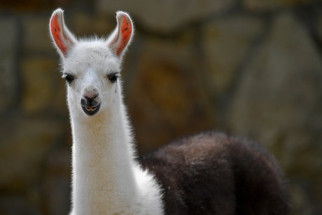 Twoweekold Llama Lama Glama Their Enclosure Editorial Stock Photo ...