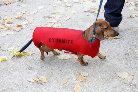 Dog Competing Best Costume Stick Dynamite Editorial Stock Photo - Stock ...