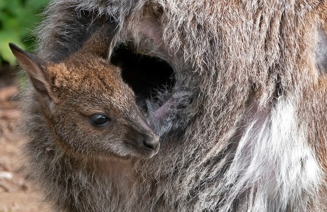Young Bennetts Treekangaroo Dendrolagus Bennettianus Seen Editorial ...