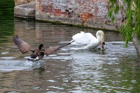 Asbaby Swan Chasing Down 3 Goslings Editorial Stock Photo - Stock Image ...