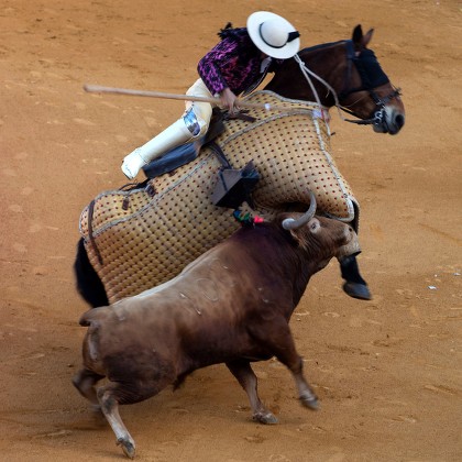 Fighting Bull Ranch Domingo Hernandez Lifts Editorial Stock Photo ...