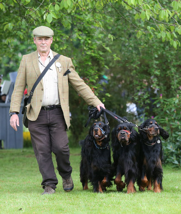 Hamish Miller His Gordon Setters Darcy Editorial Stock Photo - Stock ...