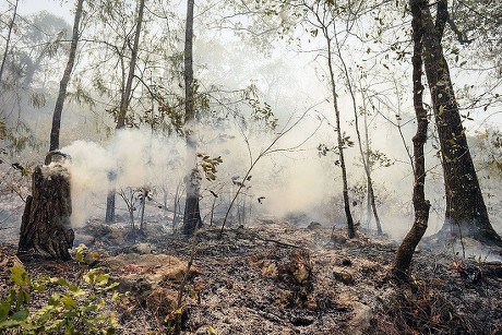 Trees Smolder Forest Jalpan Queretaro Mexico Editorial Stock Photo ...