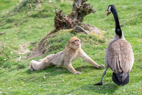 Goose Monkey Stand Off Editorial Stock Photo - Stock Image | Shutterstock