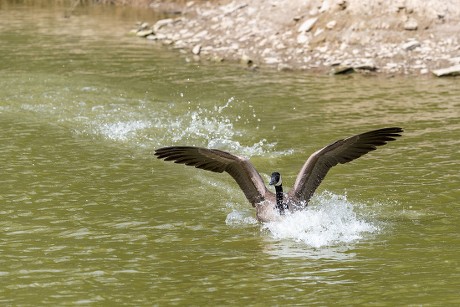 Goose Monkey Stand Off Editorial Stock Photo - Stock Image | Shutterstock
