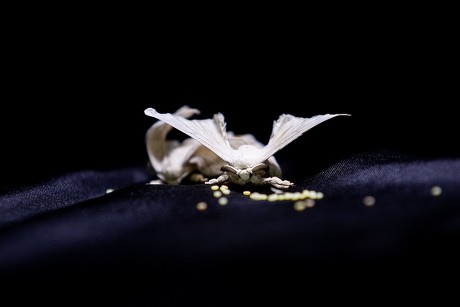 Silkworm Their Eggs Local Silkworm Breeding Editorial Stock Photo ...