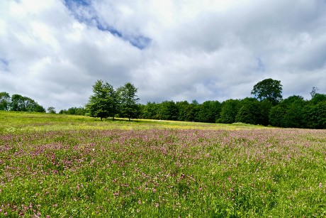 Wild Flower Meadows Culham Court Berkshire Editorial Stock Photo ...
