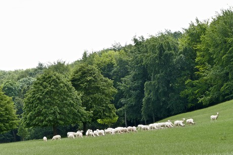 47 Culham court deer park Stock Pictures, Editorial Images and Stock ...