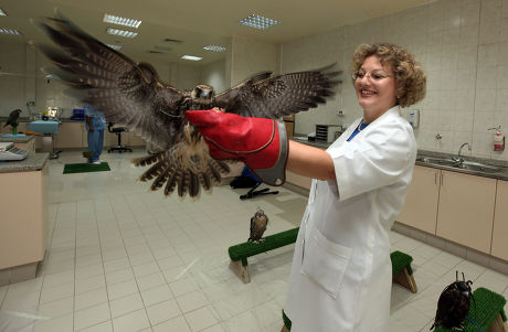 Vet Puts Falcon Sleep Editorial Stock Photo - Stock Image | Shutterstock