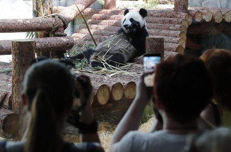 Giant Panda Sits Enclosure Moscow Zoo Editorial Stock Photo - Stock ...