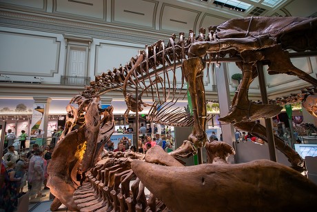 Visitors View Authentic Tyrannosaurus Rex Skeleton Editorial Stock ...