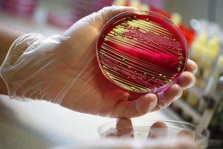 250 Cell cultures Stock Pictures, Editorial Images and Stock Photos ...