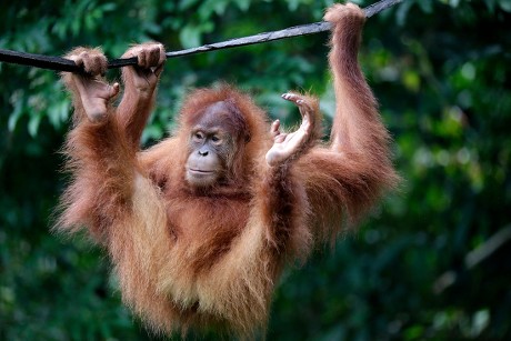 Rere Four Half Year Old Sumatran Editorial Stock Photo - Stock Image ...
