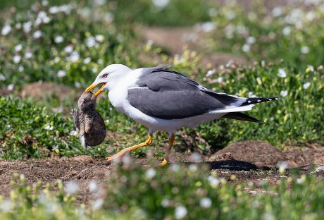 Seagull Rabbit Editorial Stock Photo - Stock Image | Shutterstock