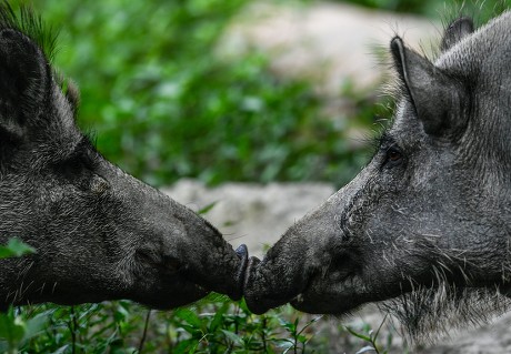 Two Wild Pigs Seen Theirs Corral Editorial Stock Photo - Stock Image ...
