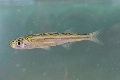 Fish 15 Sand Smelt Weymouth Dorset Editorial Stock Photo - Stock Image ...