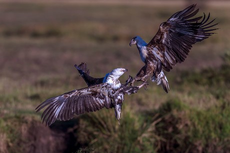 Eagle Storks Squabble Over Fish Editorial Stock Photo - Stock Image ...
