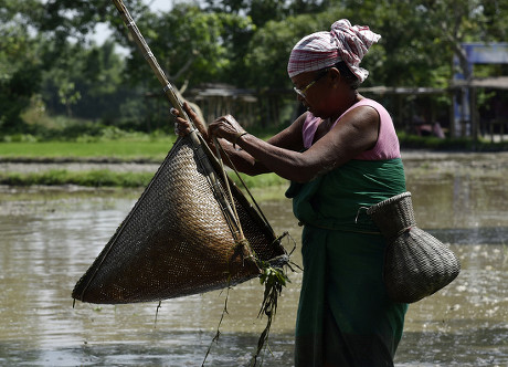 Indian Tribal Woman Fishing Traditional Fishing Editorial Stock Photo ...