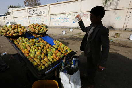 Yemeni Vendor Displays Prickly Pear Fruits Editorial Stock Photo ...