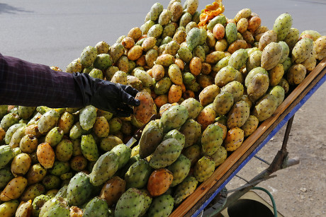 Yemeni Vendor Displays Prickly Pear Fruits Editorial Stock Photo ...
