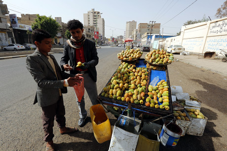 Yemeni Vendor Sells Prickly Pear Fruits Editorial Stock Photo - Stock ...