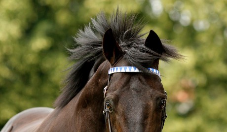 Golden Horn Dalham Hall Stud Newmarket Editorial Stock Photo - Stock ...