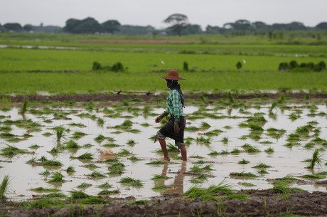 Myanmar Woman Works Paddy Field Prepared Editorial Stock Photo - Stock ...