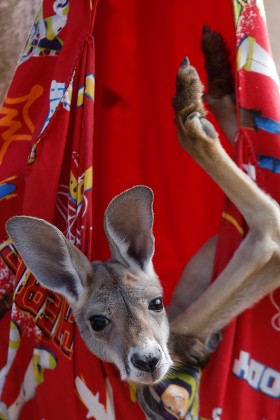 View Khya Eightmonths Red Kangaroo Guadalajara Editorial Stock Photo ...